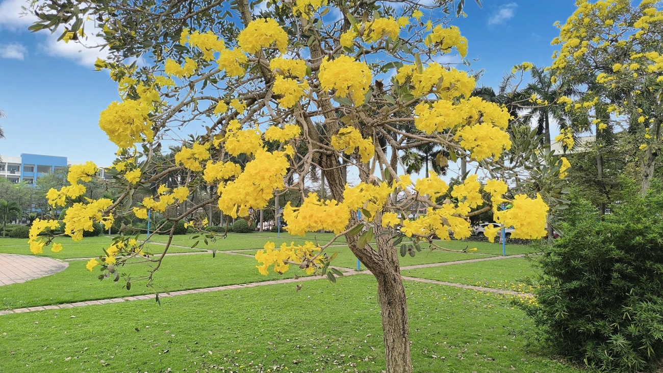 Thông báo v/v thực hiện thu tiền học phí học kỳ 1 năm học 2025 - 2026 ...